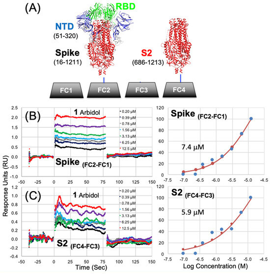 Viruses | Free Full-Text | The Dual-Targeted Fusion Inhibitor Clofazimine Binds to the S2 ...