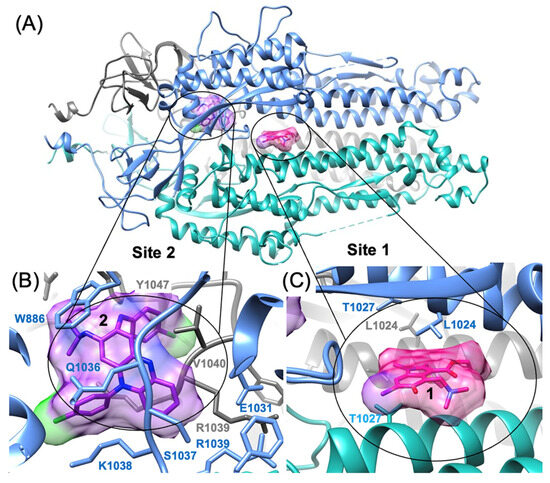 Viruses | Free Full-Text | The Dual-Targeted Fusion Inhibitor Clofazimine Binds to the S2 ...