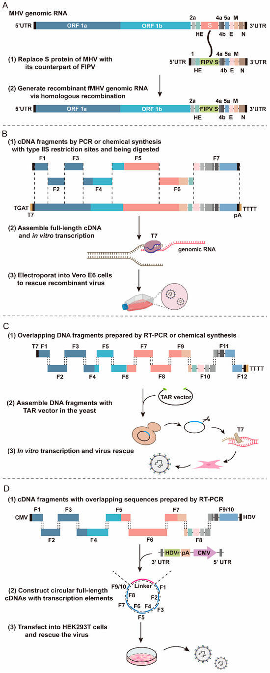 Design and Application of Biosafe Coronavirus Engineering Systems ...