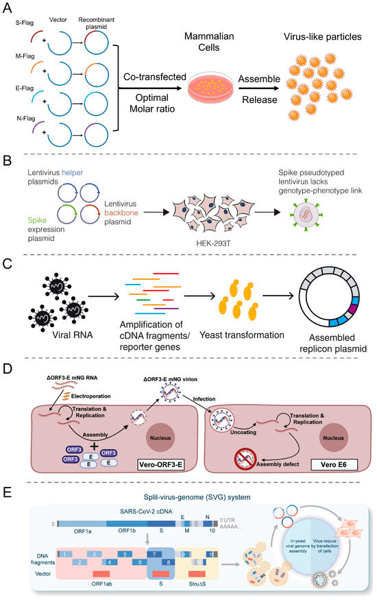Design and Application of Biosafe Coronavirus Engineering Systems ...