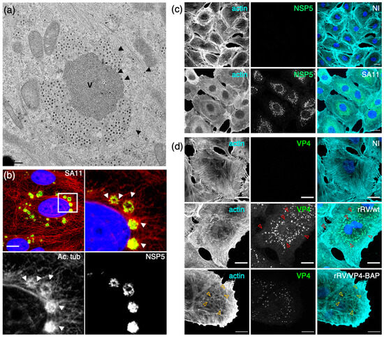 The Role of the Host Cytoskeleton in the Formation and Dynamics of ...