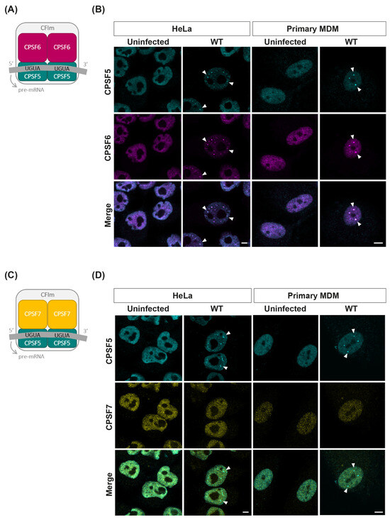 Viruses | Free Full-Text | HIV-1 Capsid Rapidly Induces Long-Lived ...
