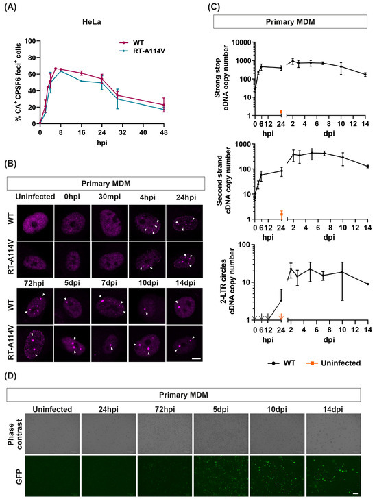 Viruses | Free Full-Text | HIV-1 Capsid Rapidly Induces Long-Lived ...