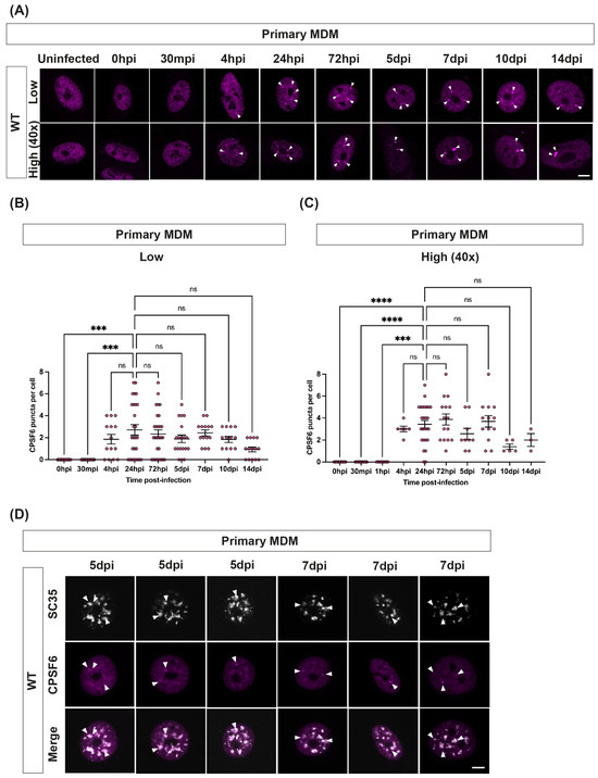 Viruses | Free Full-Text | HIV-1 Capsid Rapidly Induces Long-Lived ...
