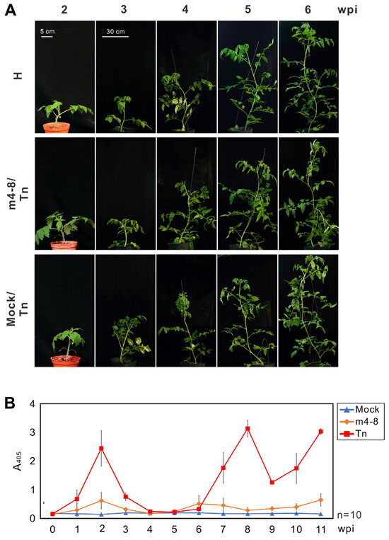 Development of Attenuated Viruses for Effective Protection against ...