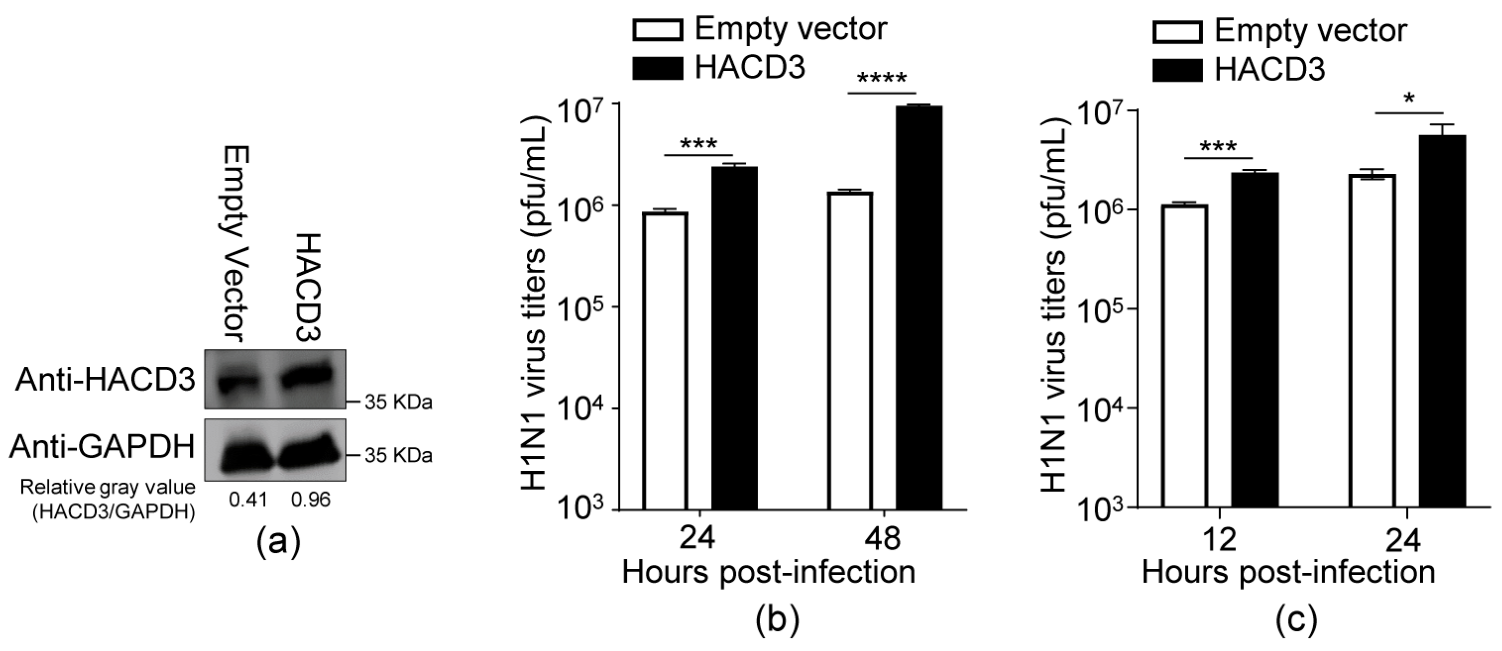 HACD3 Prevents PB1 from Autophagic Degradation to Facilitate the Replication of Influenza A Virus