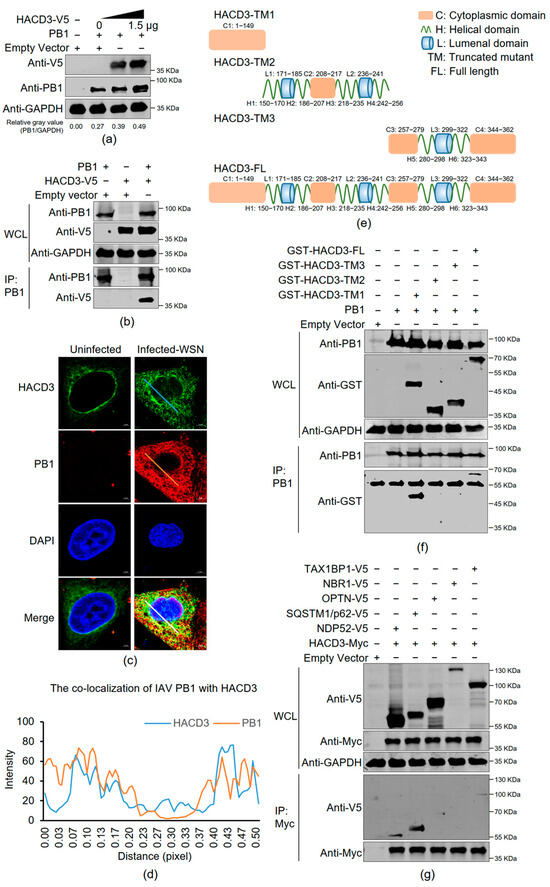 HACD3 Prevents PB1 from Autophagic Degradation to Facilitate the ...