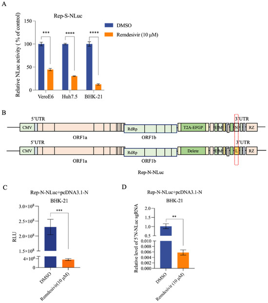 Development of a Cell Culture Model for Inducible SARS-CoV-2 Replication