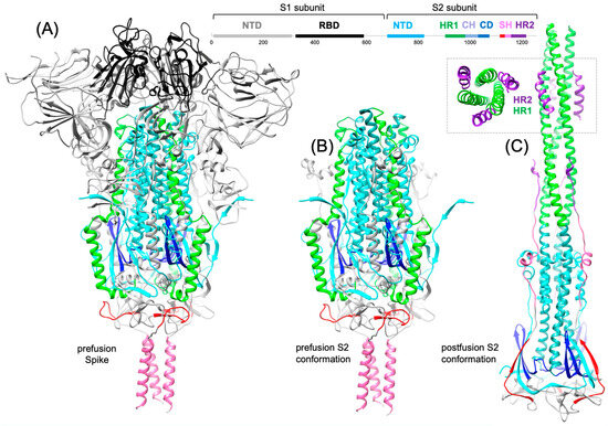 Viruses | Free Full-Text | Research Progress on Spike-Dependent SARS-CoV-2 Fusion Inhibitors and ...