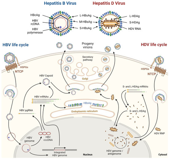 Cell Culture Models for Hepatitis B and D Viruses Infection: Old Challenges, New Developments ...