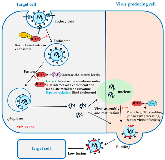 The Antiviral Activity of Interferon-Induced Transmembrane Proteins and ...