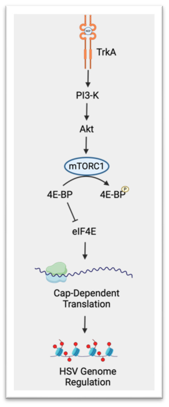 Models of Herpes Simplex Virus Latency