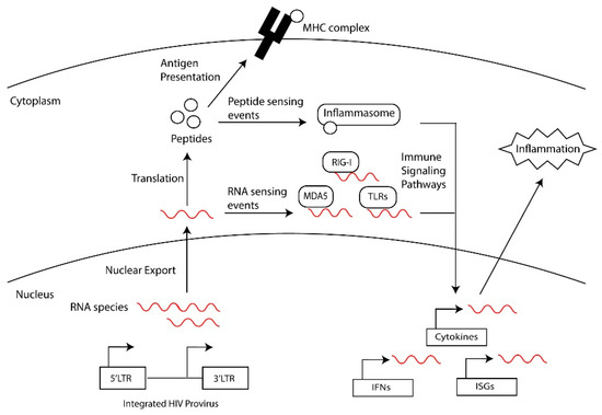 Chronic HIV Transcription, Translation, and Persistent Inflammation