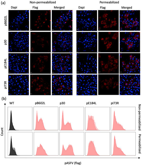 Identification of an Immunodominant B-Cell Epitope in African Swine ...