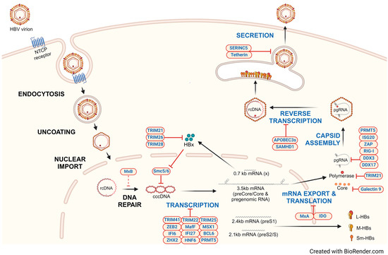 Intracellular Host Restriction of Hepatitis B Virus Replication