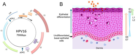 HPV and RNA Binding Proteins: What We Know and What Remains to Be ...