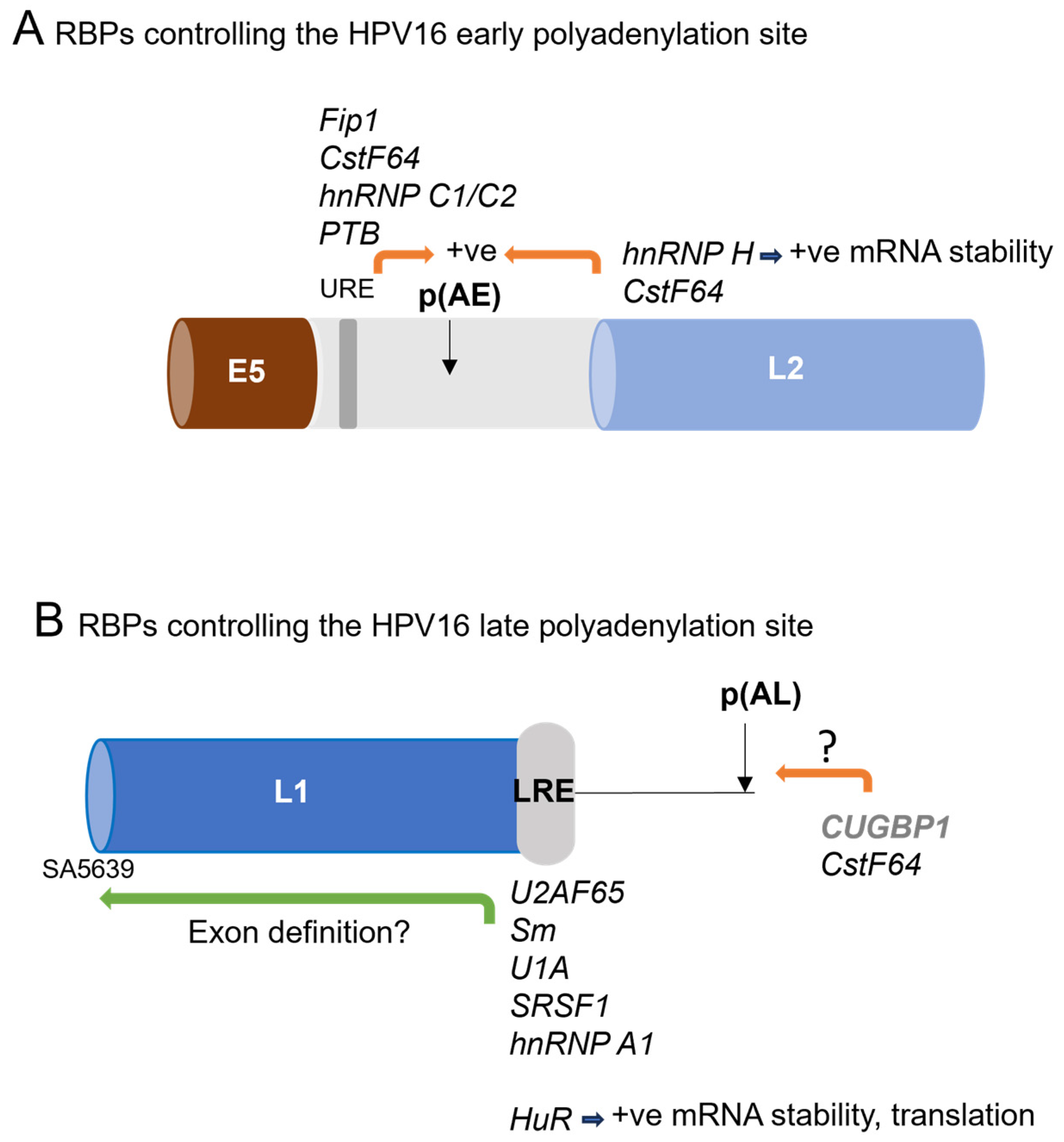 HPV and RNA Binding Proteins: What We Know and What Remains to Be Discovered