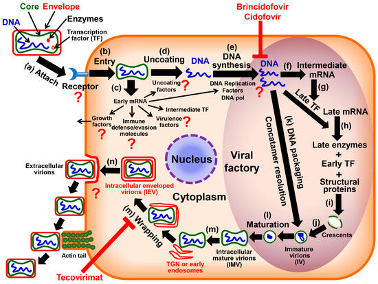 Mpox (Monkeypox) Virus and Its Co-Infection with HIV, Sexually ...