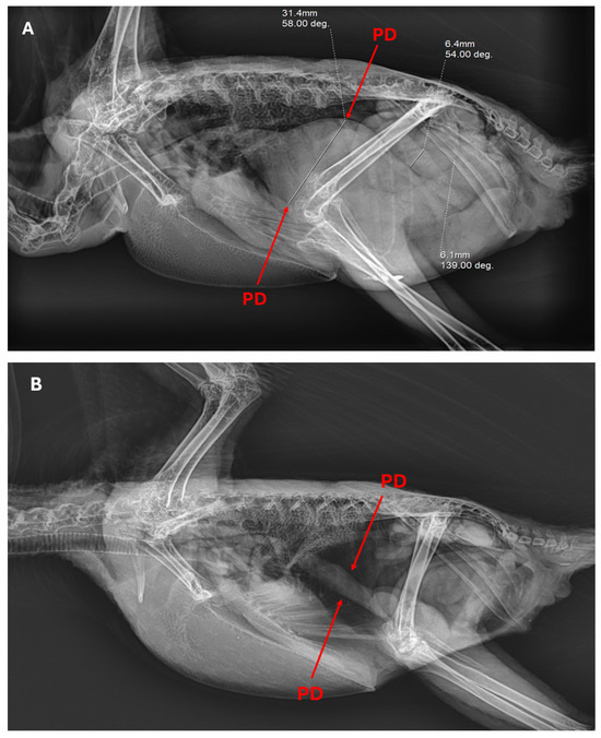 Surveillance of Parrot Bornavirus in Taiwan Captive Psittaciformes