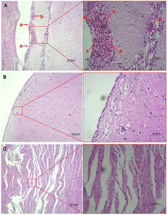 Surveillance of Parrot Bornavirus in Taiwan Captive Psittaciformes