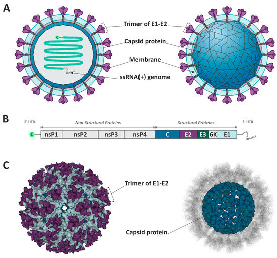 Evolutionary Profile of Mayaro Virus in the Americas: An Update into ...