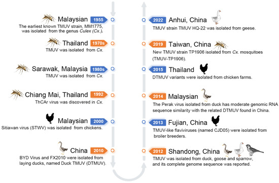 Advancements in Research on Duck Tembusu Virus Infections