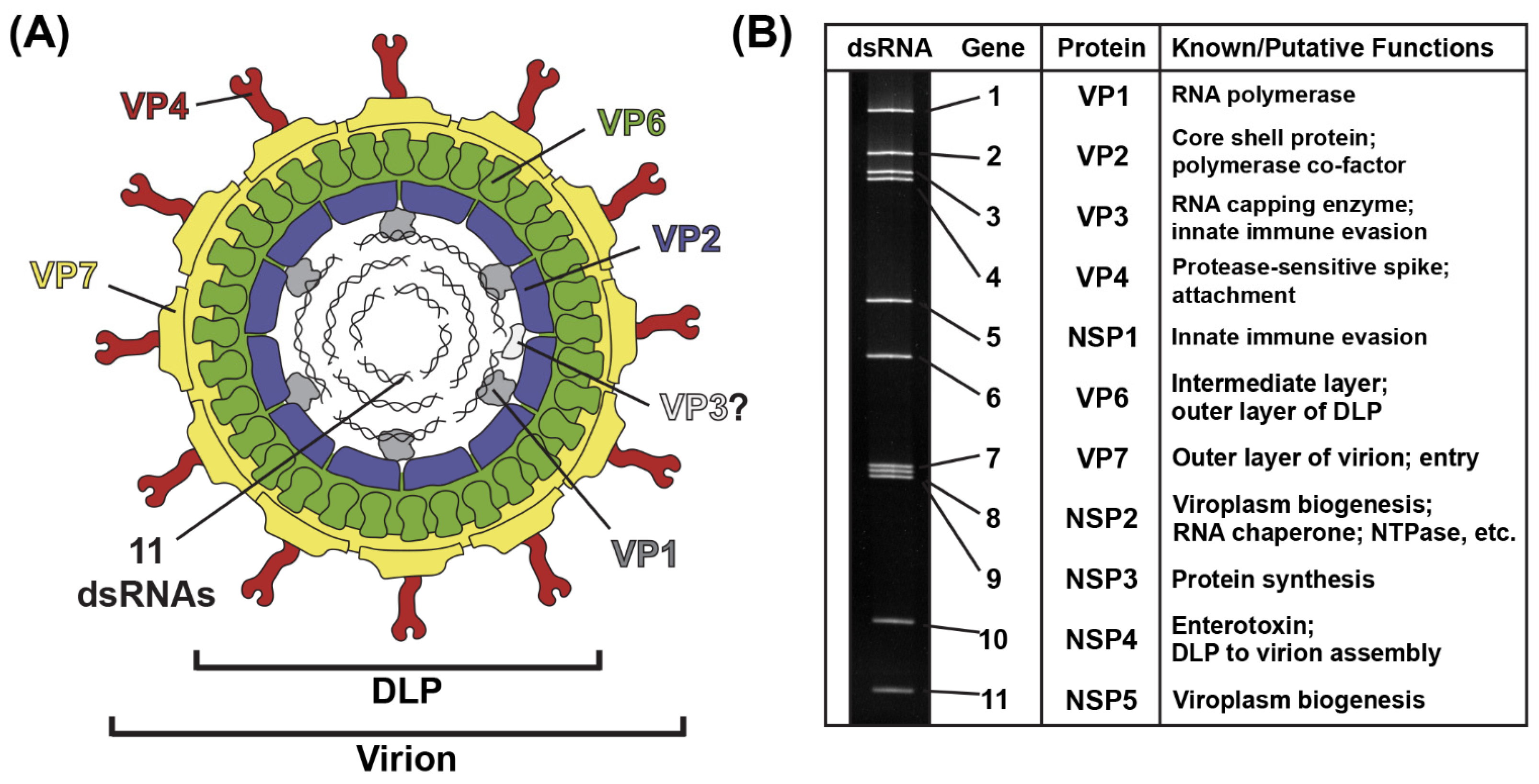 Viruses | Free Full-Text | Rotavirus NSP2: A Master Orchestrator of ...