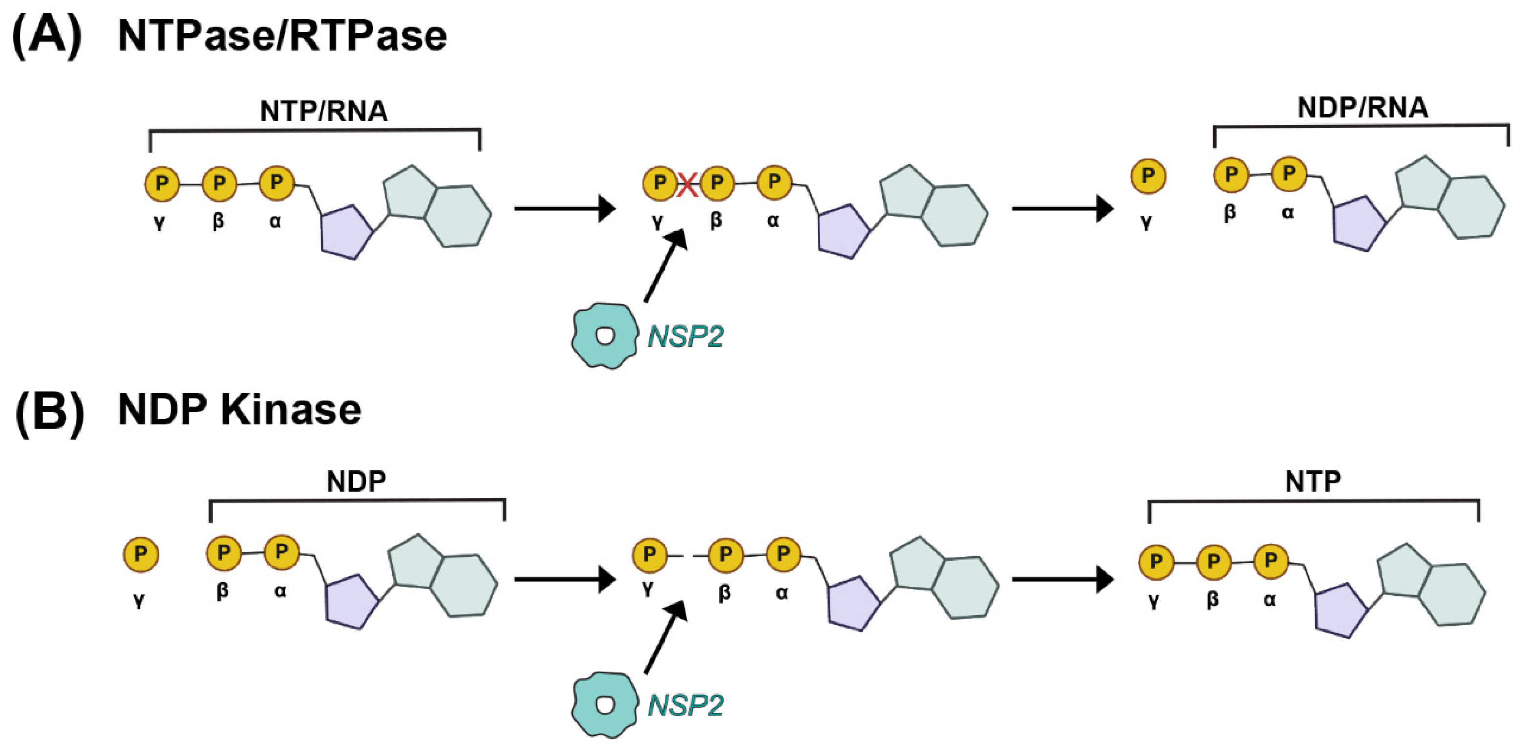 Viruses | Free Full-Text | Rotavirus NSP2: A Master Orchestrator of ...