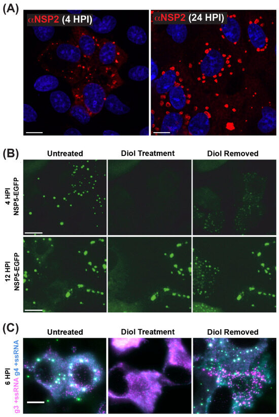 Rotavirus NSP2: A Master Orchestrator of Early Viral Particle Assembly