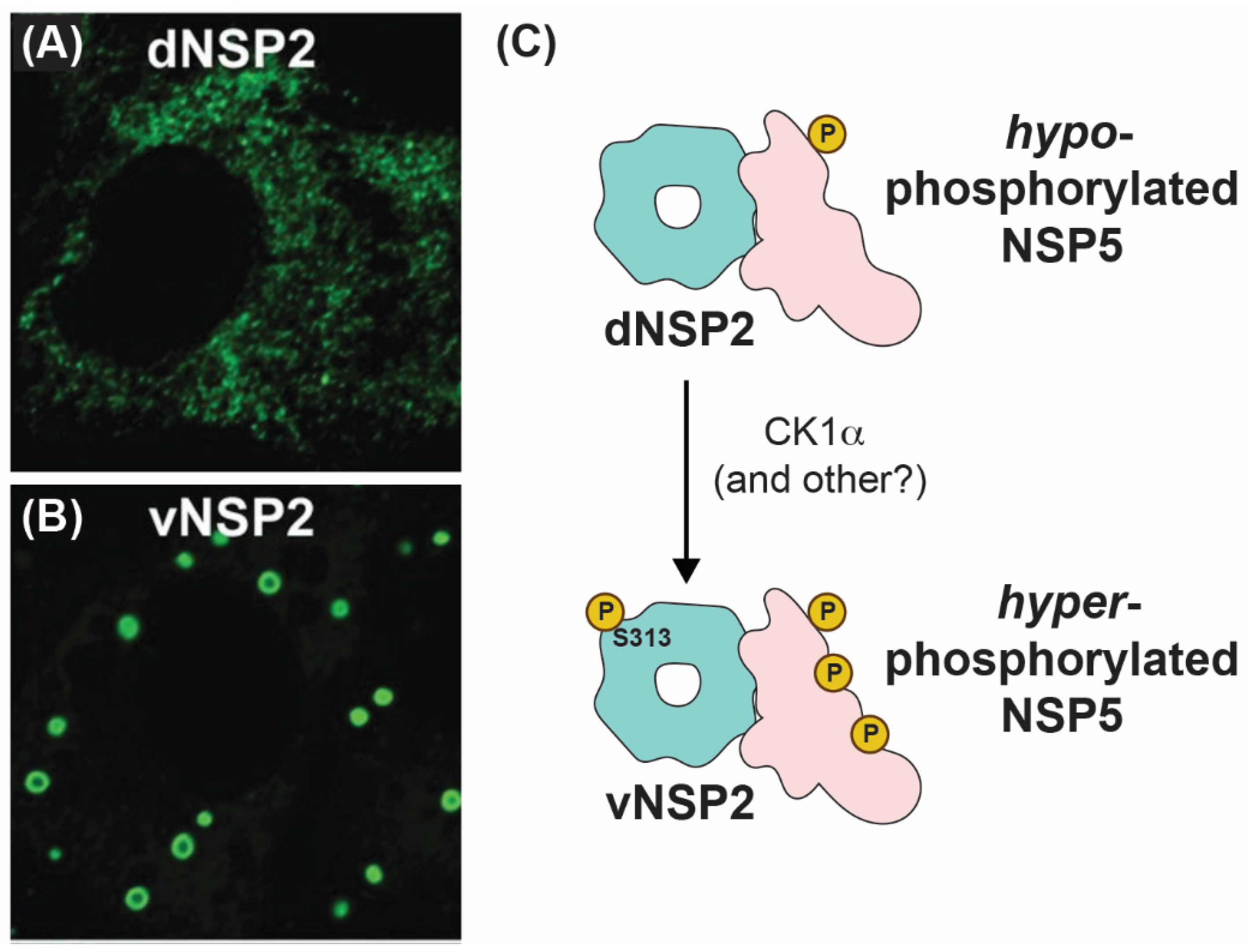 Viruses | Free Full-Text | Rotavirus NSP2: A Master Orchestrator of ...