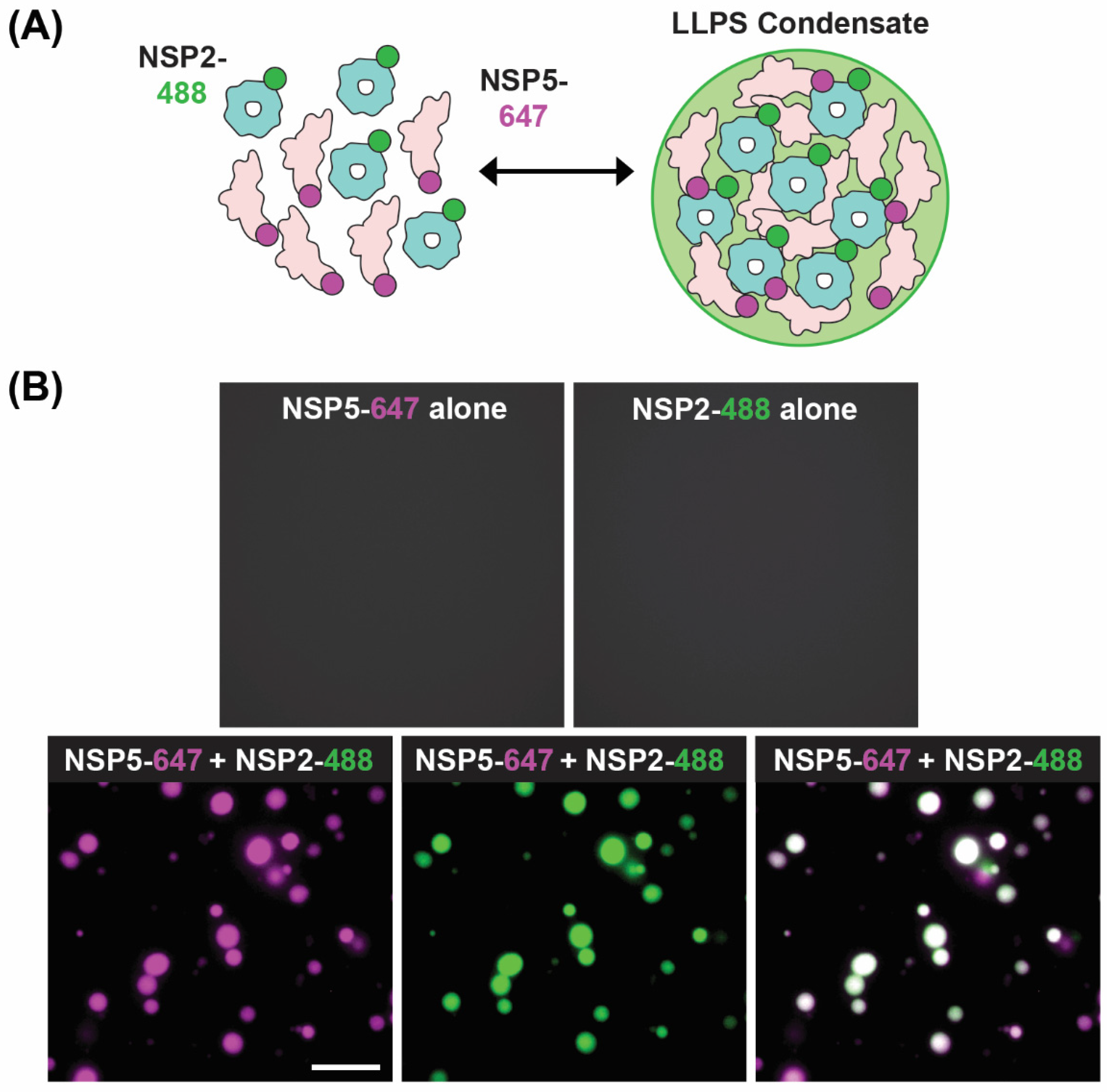 Viruses | Free Full-Text | Rotavirus NSP2: A Master Orchestrator of ...