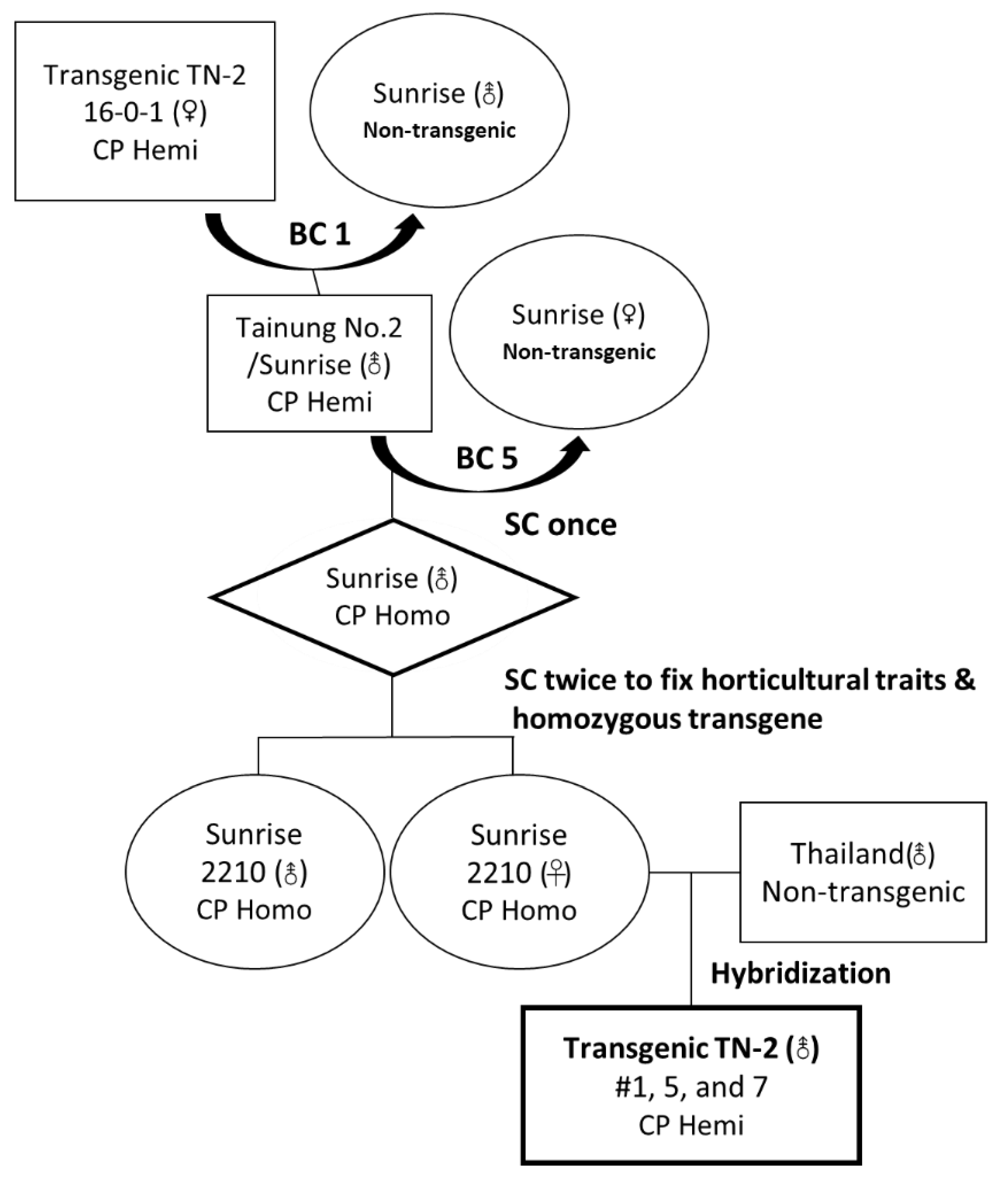 Mapping the CP-Transgene Insert in the Papaya Genome and Developing a ...