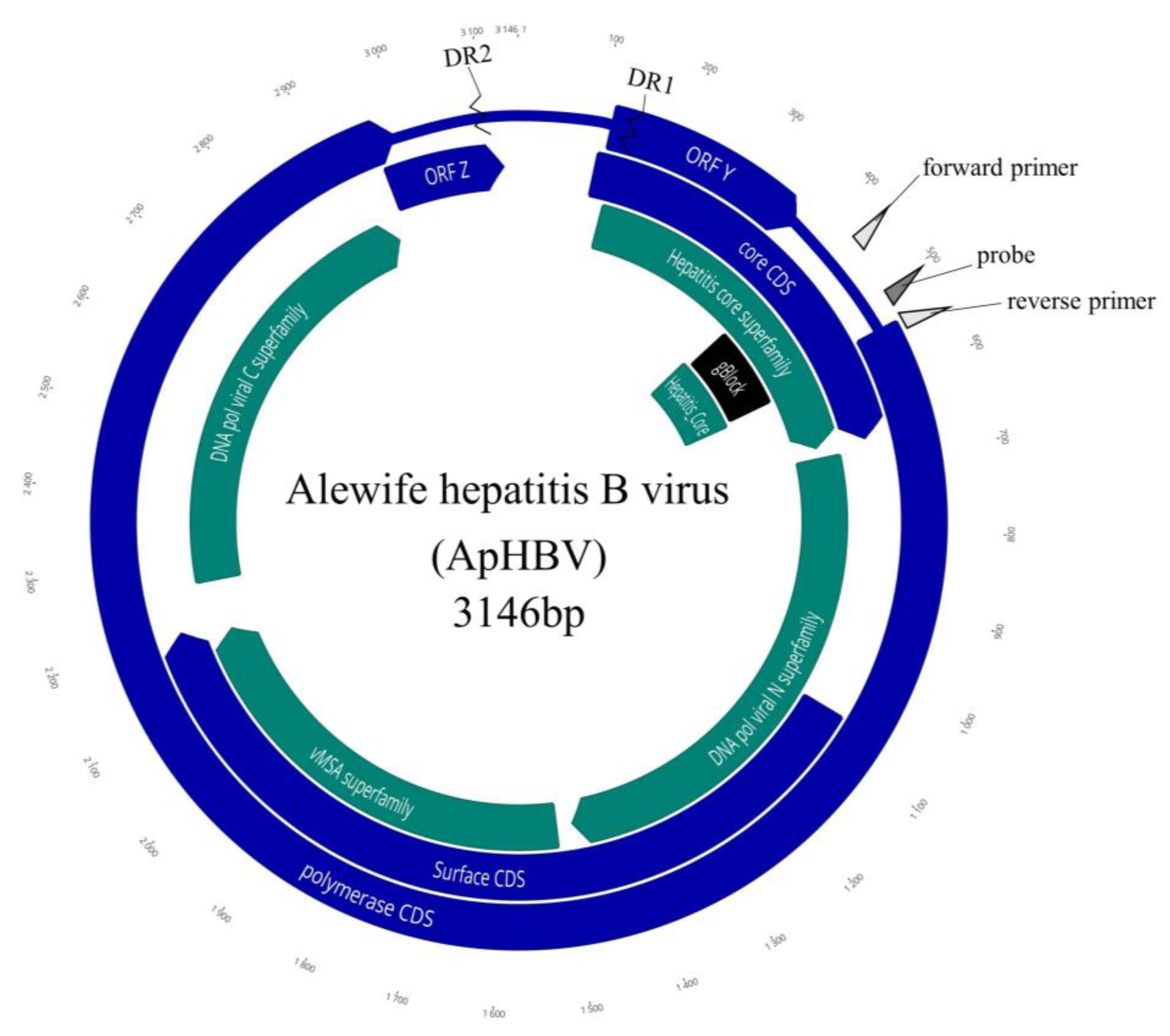 Discovery and Genomic Characterization of a Novel Hepadnavirus from ...