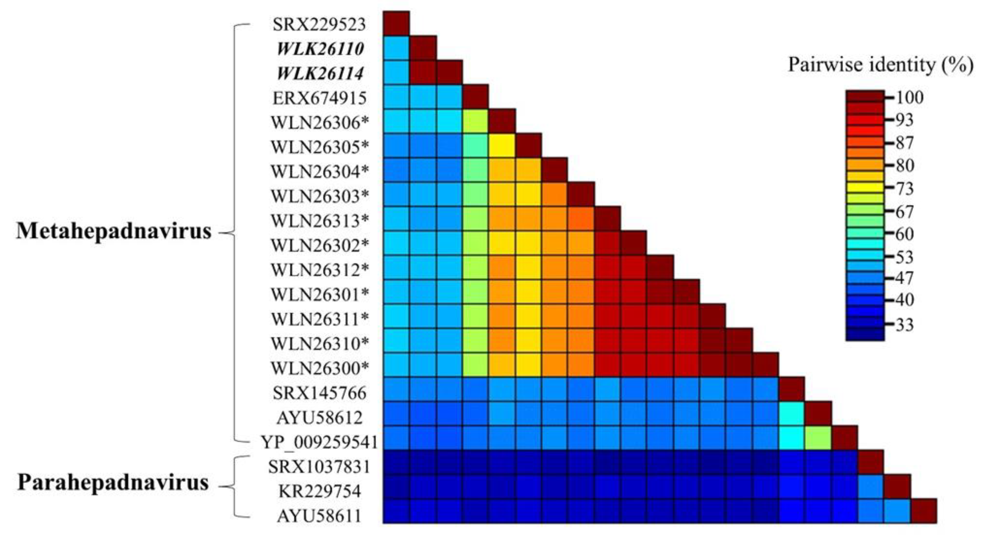 Discovery and Genomic Characterization of a Novel Hepadnavirus from ...