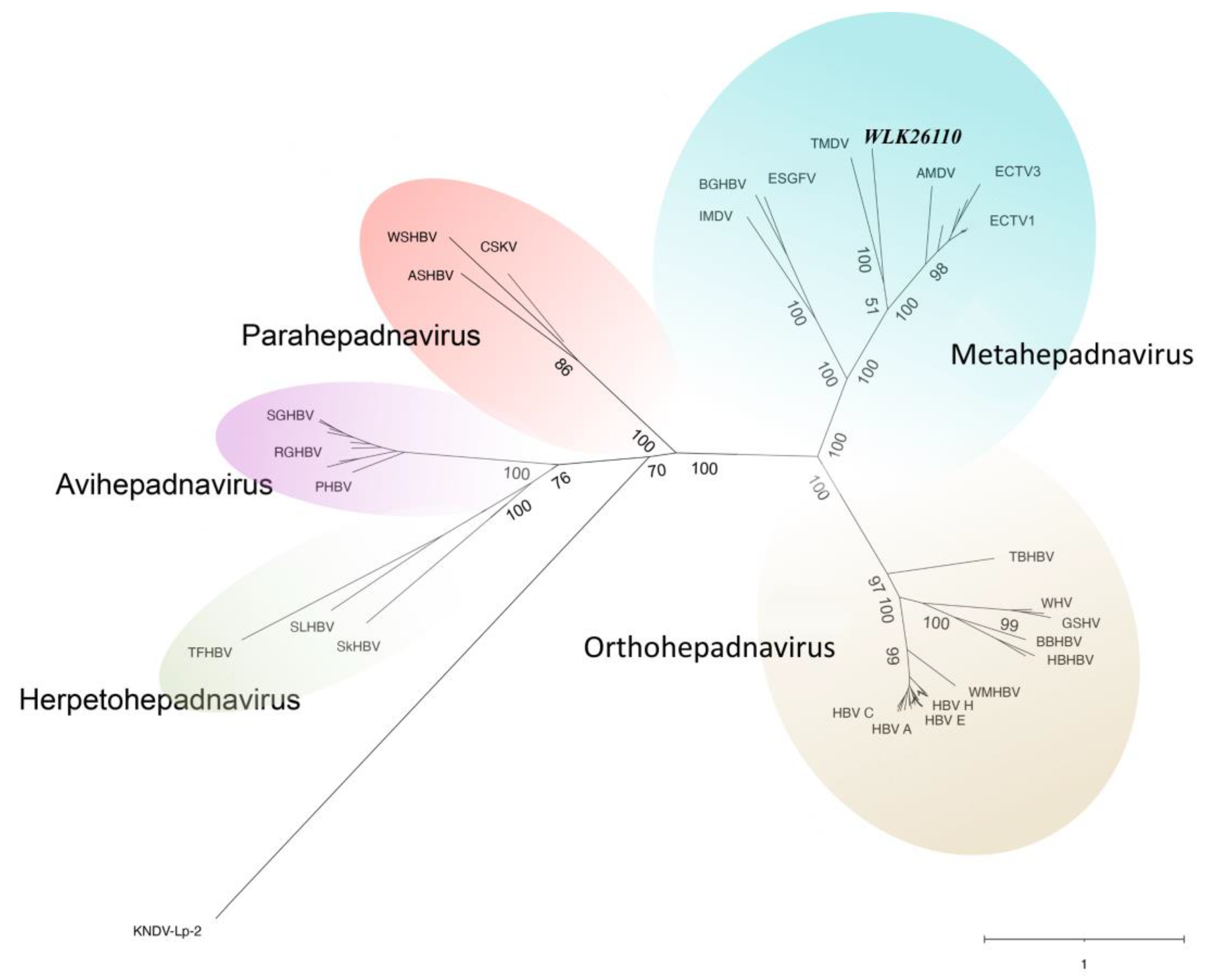Discovery and Genomic Characterization of a Novel Hepadnavirus from ...