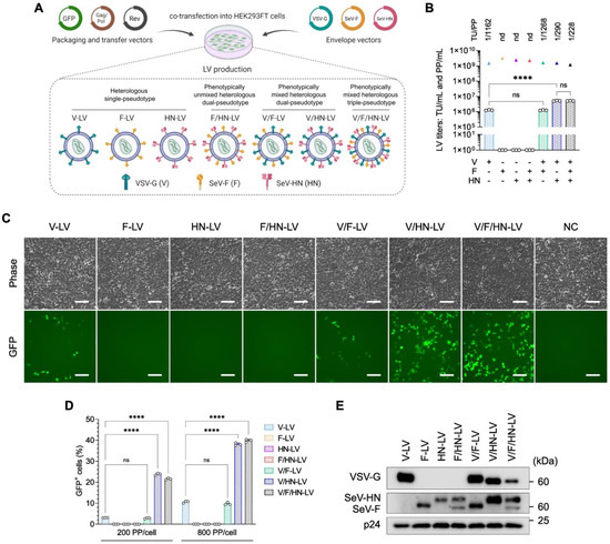 The Dual-Pseudotyped Lentiviral Vector with VSV-G and Sendai Virus HN ...