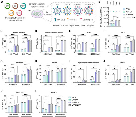 The Dual-Pseudotyped Lentiviral Vector with VSV-G and Sendai Virus HN ...