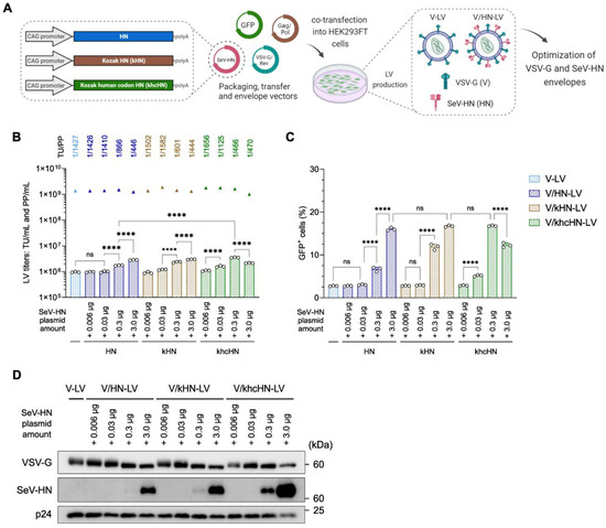 The Dual-Pseudotyped Lentiviral Vector with VSV-G and Sendai Virus HN ...