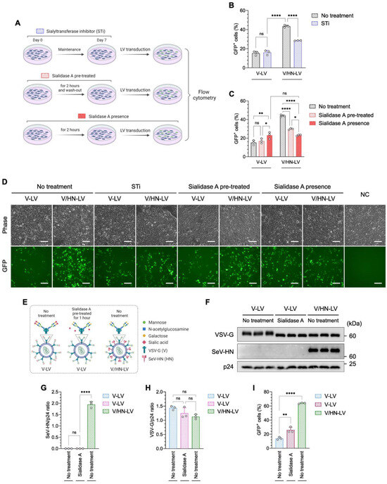 The Dual-Pseudotyped Lentiviral Vector with VSV-G and Sendai Virus HN ...