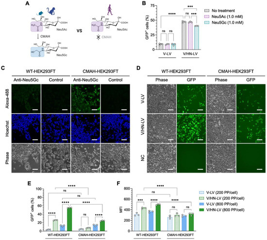 The Dual-Pseudotyped Lentiviral Vector with VSV-G and Sendai Virus HN ...