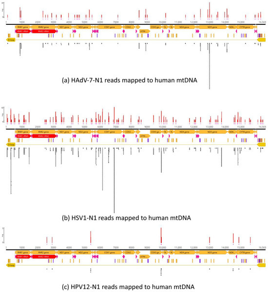 Reconstructing Prehistoric Viral Genomes from Neanderthal Sequencing Data