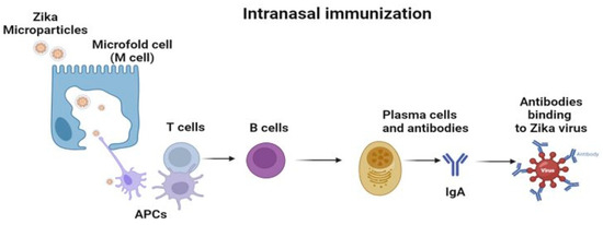 Intranasal Immunization for Zika in a Pre-Clinical Model
