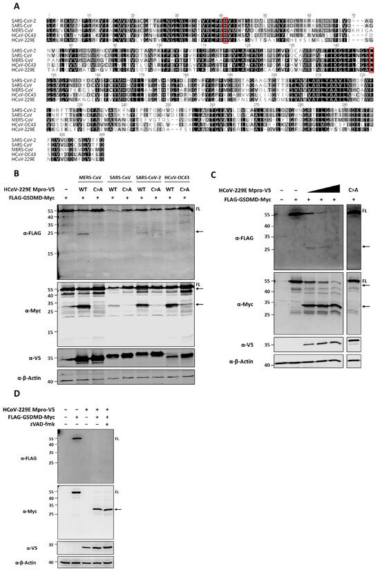 Human Coronavirus 229E Infection Inactivates Pyroptosis Executioner ...