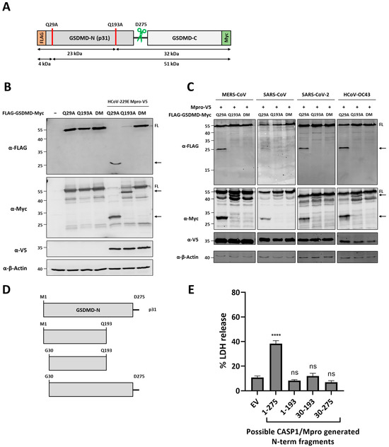 Viruses | Free Full-Text | Human Coronavirus 229E Infection Inactivates ...