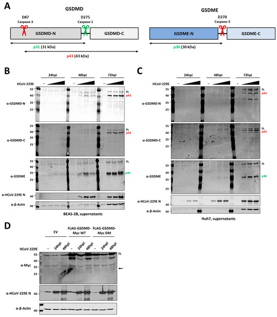 Human Coronavirus 229E Infection Inactivates Pyroptosis Executioner ...