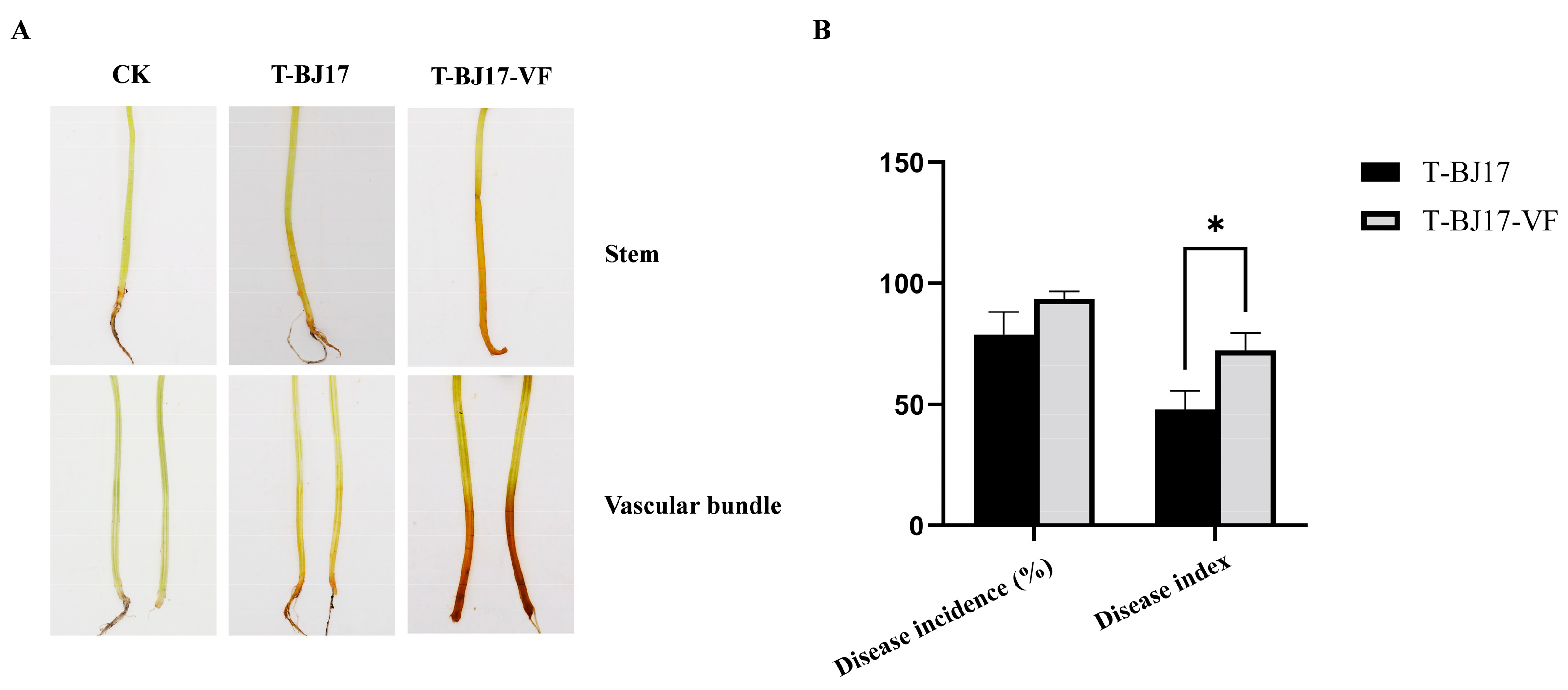 A Novel Strain of Fusarium oxysporum Alternavirus 1 Isolated from Fusarium oxysporum f. sp ...