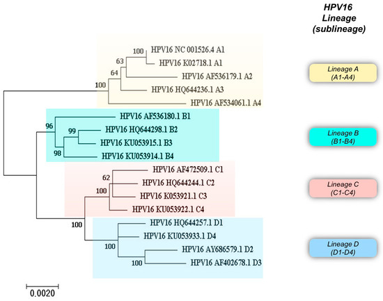 HPV16 Phylogenetic Variants in Anogenital and Head and Neck Cancers ...