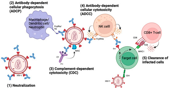 The Use of Broadly Neutralizing Antibodies (bNAbs) in HIV-1 Treatment ...
