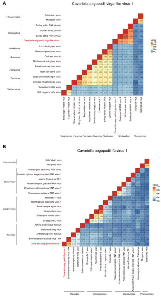 Discovery of Two Novel Viruses of the Willow-Carrot Aphid, Cavariella ...
