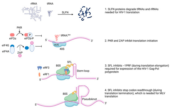 Interferon-Stimulated Genes that Target Retrovirus Translation